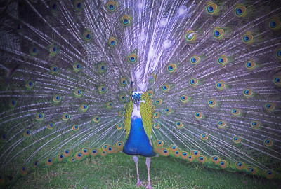 Animals - Cream Puff - Life's Sweet Treat