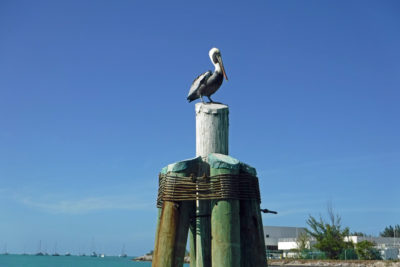 A Quest for Bemis - Cream Puff - Life's Sweet Treat