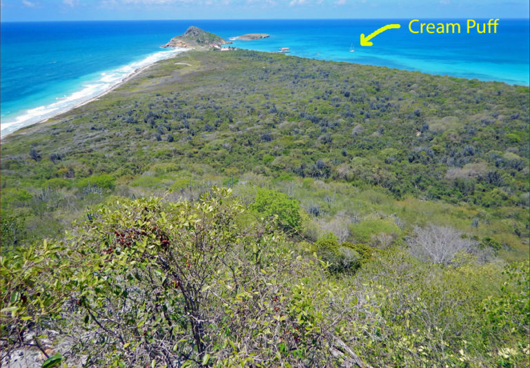 Caja de Muertos (or Coffin Island) - Cream Puff - Life's Sweet Treat