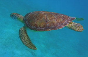 Swimming With Turtles at St John, USVI - Cream Puff - Life's Sweet Treat