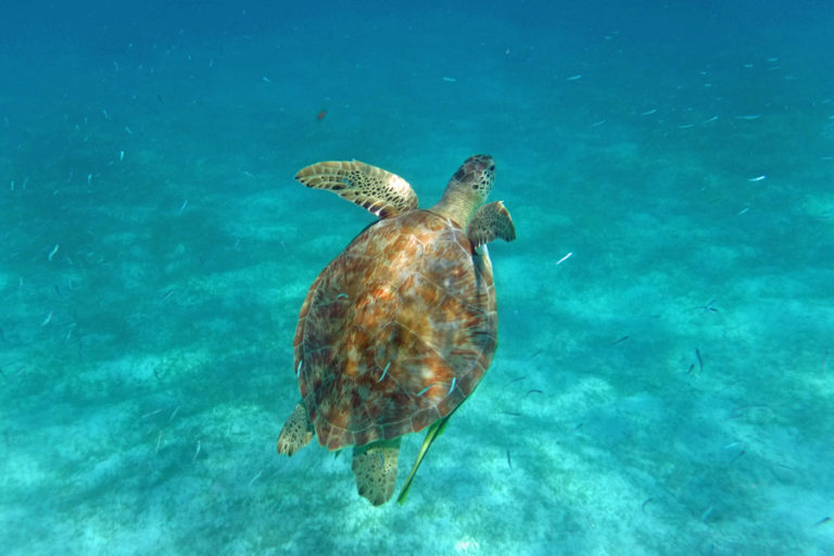 Swimming With Turtles at St John, USVI - Cream Puff - Life's Sweet Treat