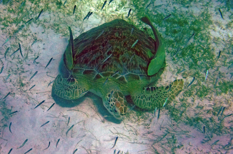 Swimming With Turtles at St John, USVI - Cream Puff - Life's Sweet Treat