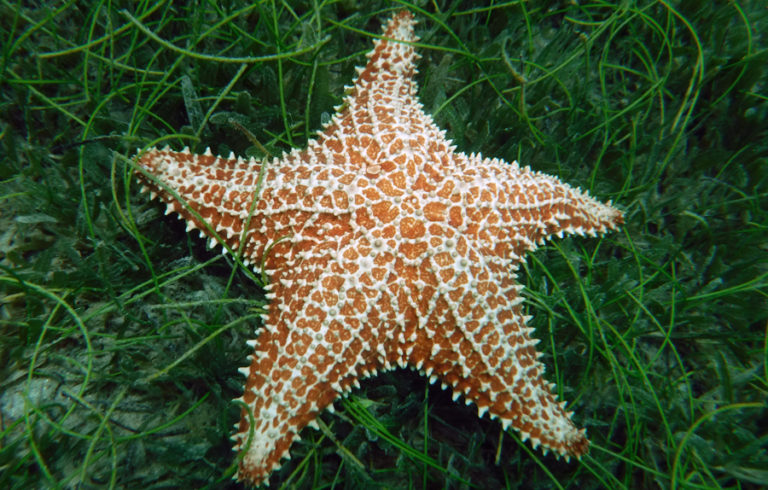 Îles des Saintes – 2nd Time Around - Cream Puff - Life's Sweet Treat