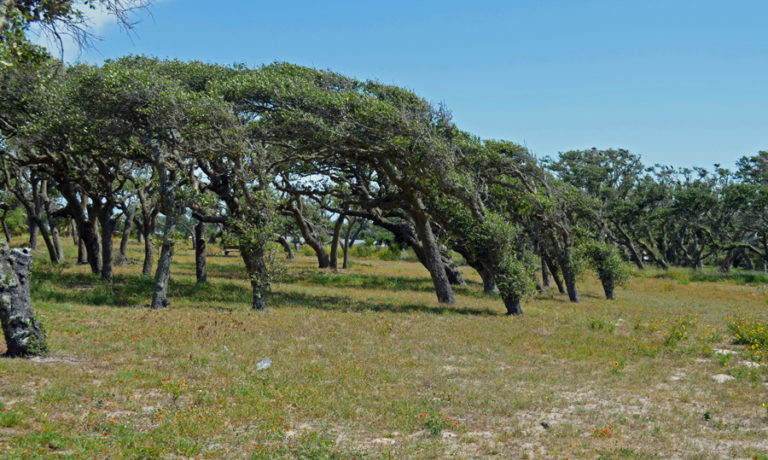 Rockport Strong - Cream Puff - Life's Sweet Treat
