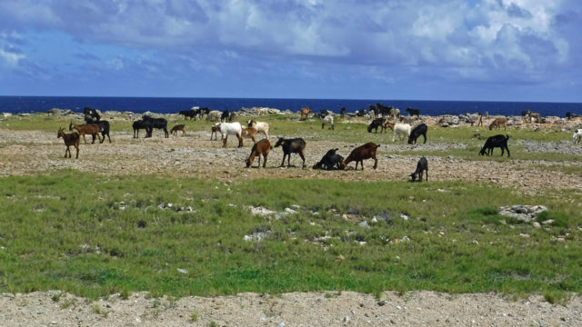 Hanging Out in Aruba - Cream Puff - Life's Sweet Treat
