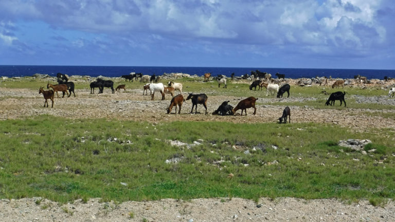 Hanging Out in Aruba - Cream Puff - Life's Sweet Treat