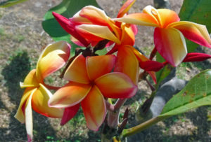 Moving to Pape’ete - Cream Puff - Life's Sweet Treat