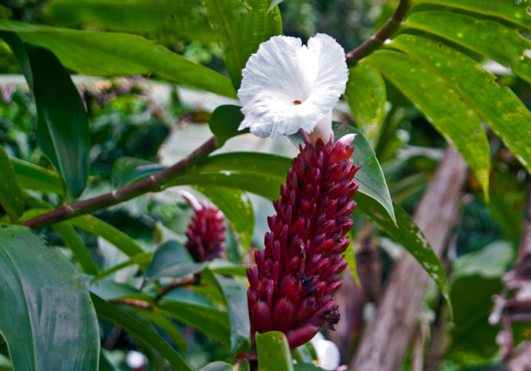 Tahiti is Beautiful - Cream Puff - Life's Sweet Treat