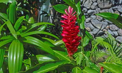 Tahiti is Beautiful - Cream Puff - Life's Sweet Treat