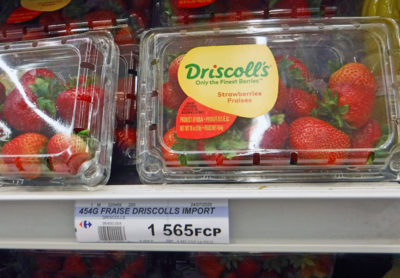 Ouch! - Cream Puff - Life's Sweet Treat