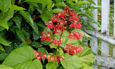 You Pick the Food - Cream Puff - Life's Sweet Treat