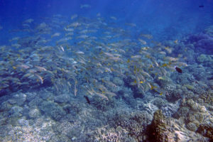 Blog Stuff - Cream Puff - Life's Sweet Treat Cream Puff – Life's Sweet ...