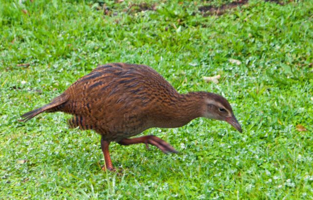 Blog Stuff - Cream Puff - Life's Sweet Treat