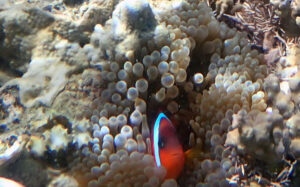 Blog Stuff - Cream Puff - Life's Sweet Treat